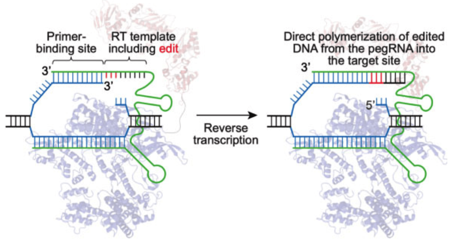 CRISPR 101: Which Cas9 Do I Choose for My CRISPR Experiment?